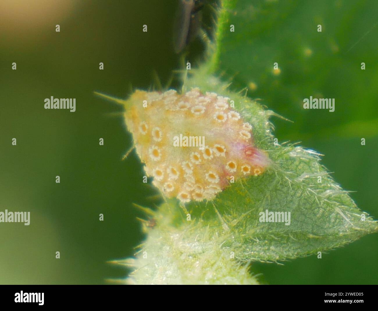 Nettle Clustercup Rust fungus (Puccinia urticata Stock Photo - Alamy