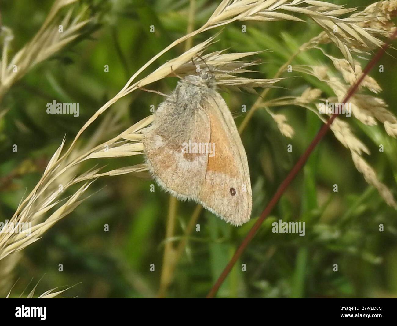 Common Ringlet (Coenonympha california Stock Photo - Alamy