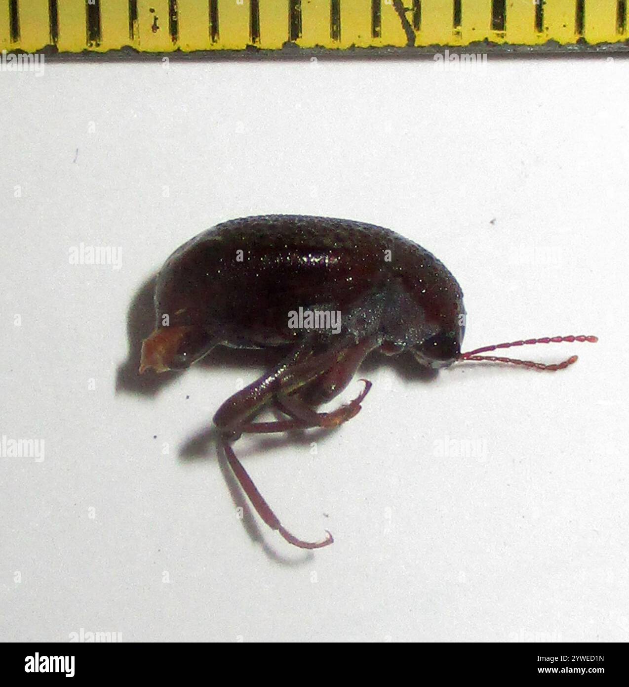 Darkling Beetles (Tenebrionidae Stock Photo - Alamy