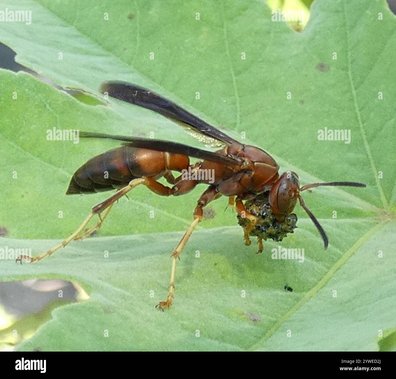 Northern Paper Wasp (Polistes fuscatus Stock Photo - Alamy