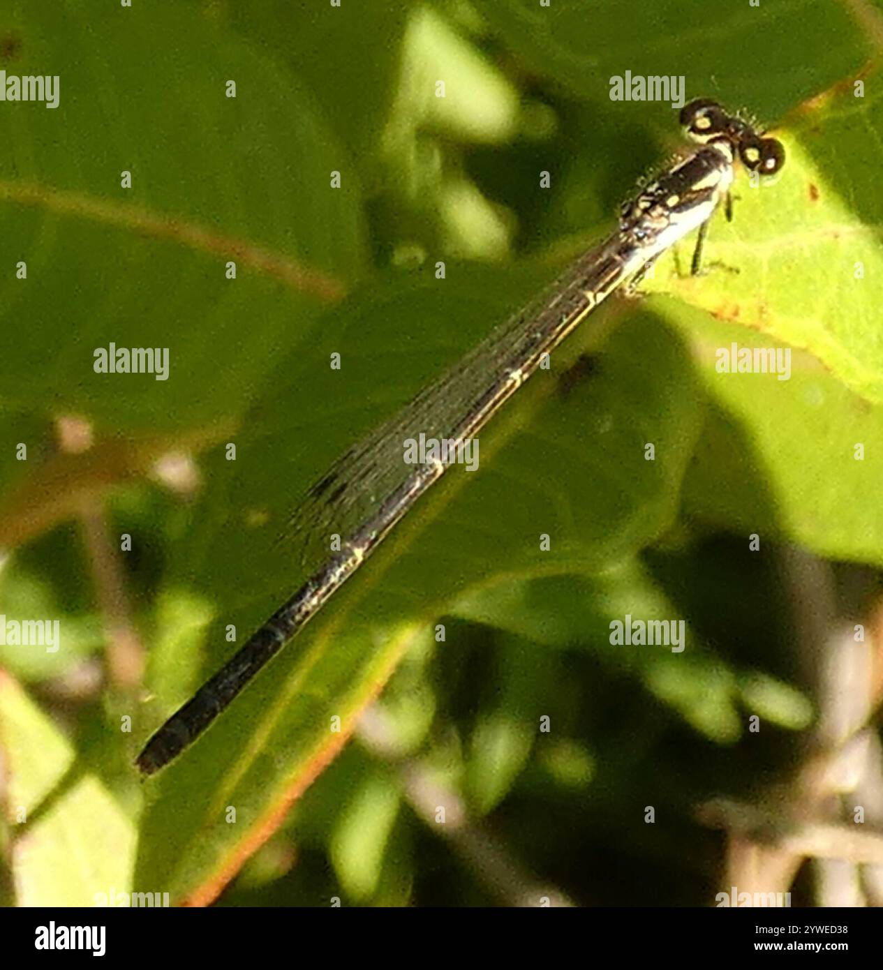 Fragile Forktail (Ischnura posita Stock Photo - Alamy