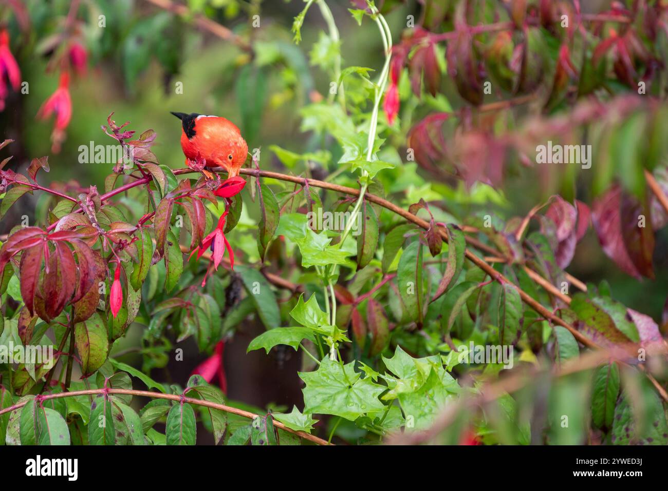The I'iwi, a symbol of Hawaiian wildlife, is seen feeding on nectar ...