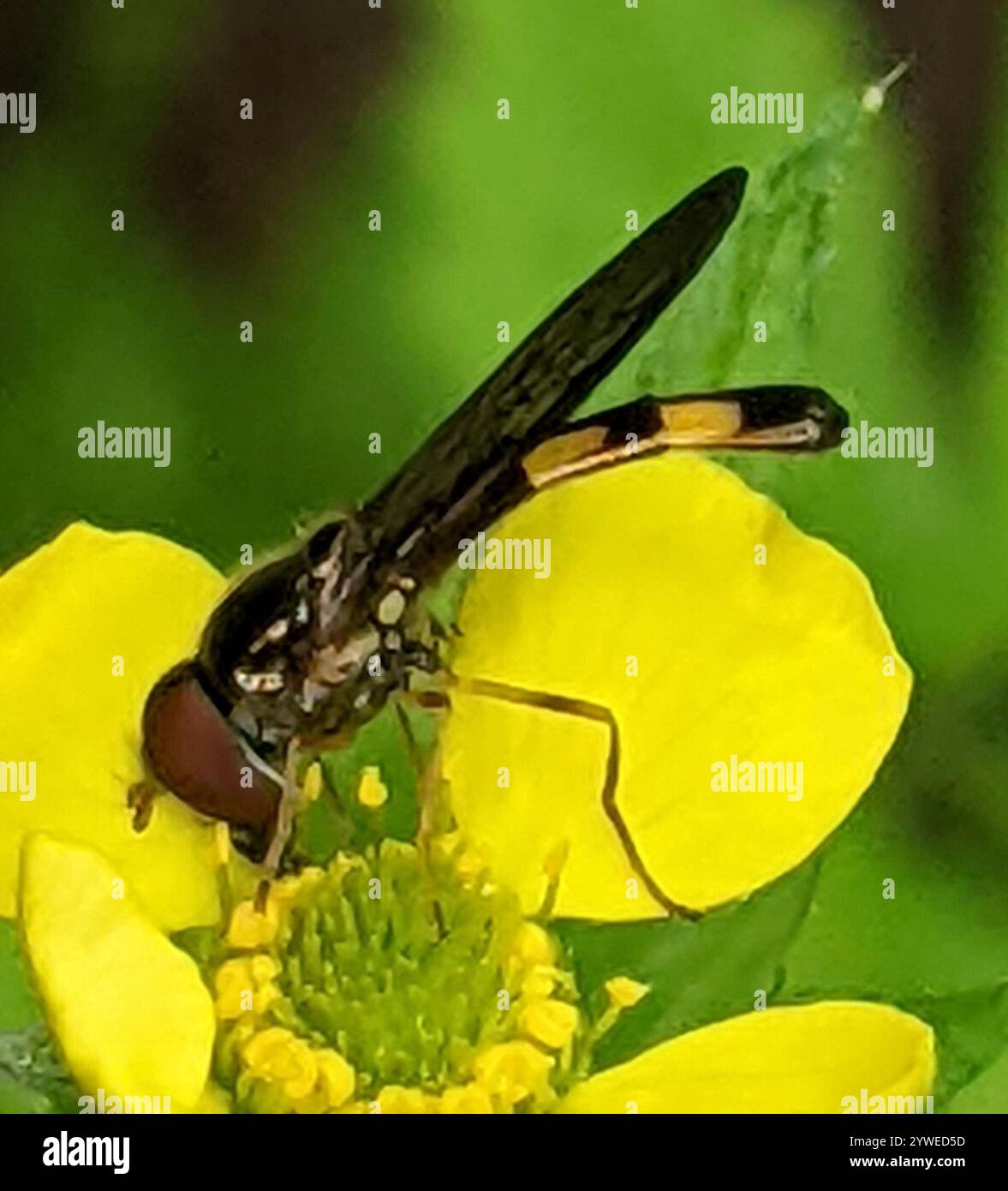 Variable Duskyface Fly (Melanostoma mellinum Stock Photo - Alamy