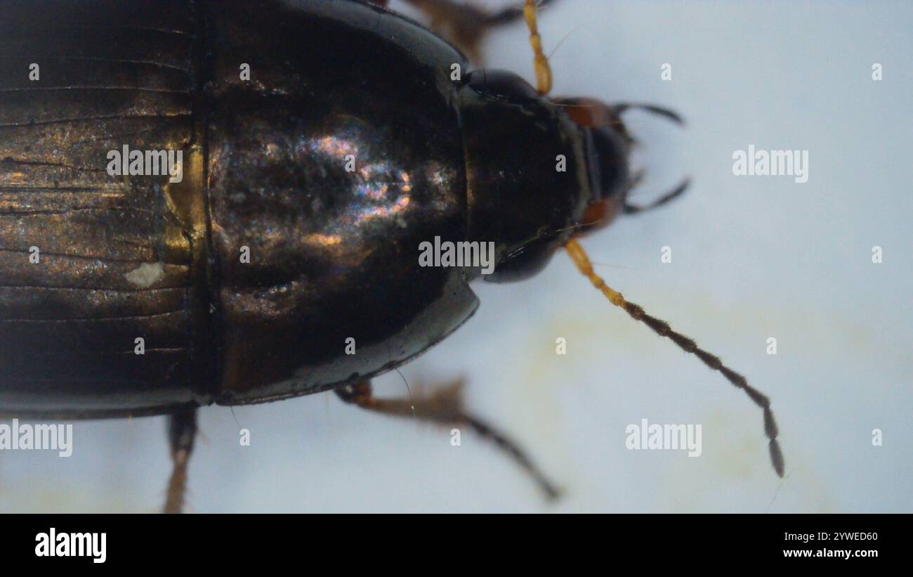 Common Sun Beetle (Amara aenea Stock Photo - Alamy