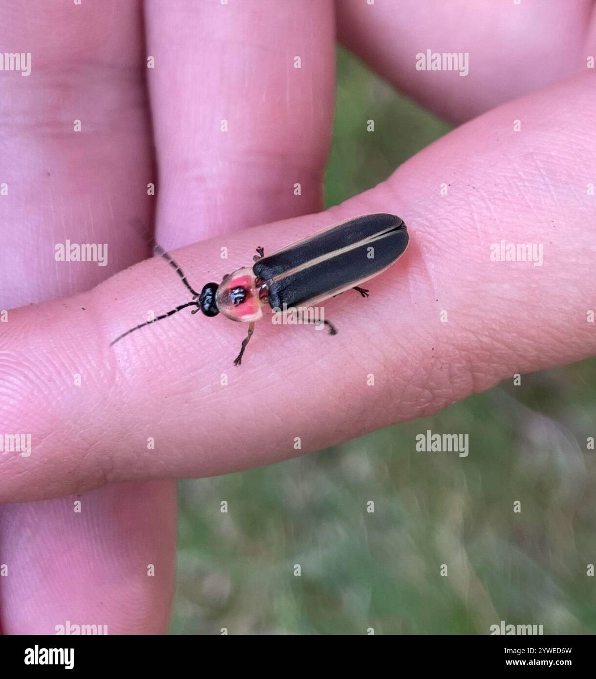 Common Eastern Firefly (Photinus pyralis Stock Photo - Alamy
