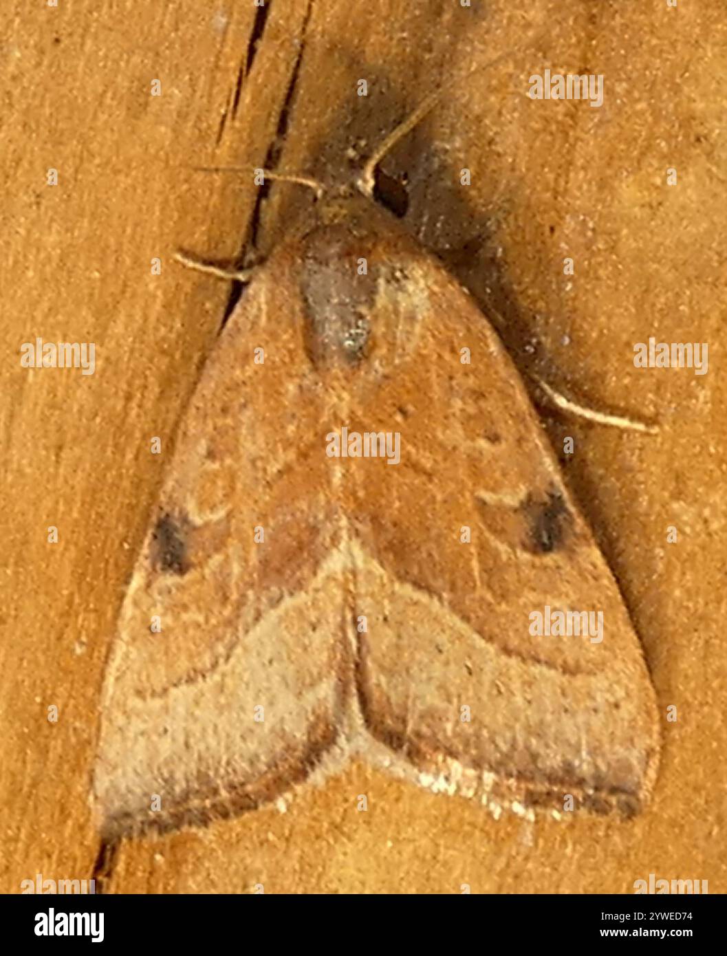 Wedgling Moth (Galgula partita Stock Photo - Alamy