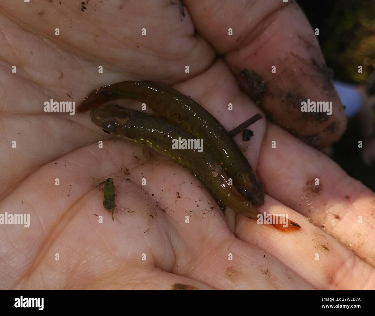 Golden Topminnow (Fundulus chrysotus Stock Photo - Alamy