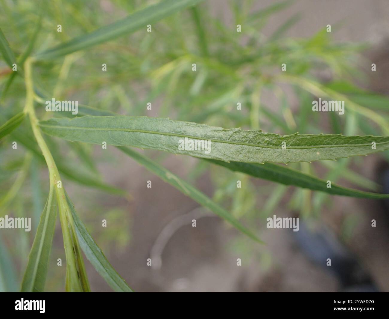 interior sandbar willow (Salix interior Stock Photo - Alamy