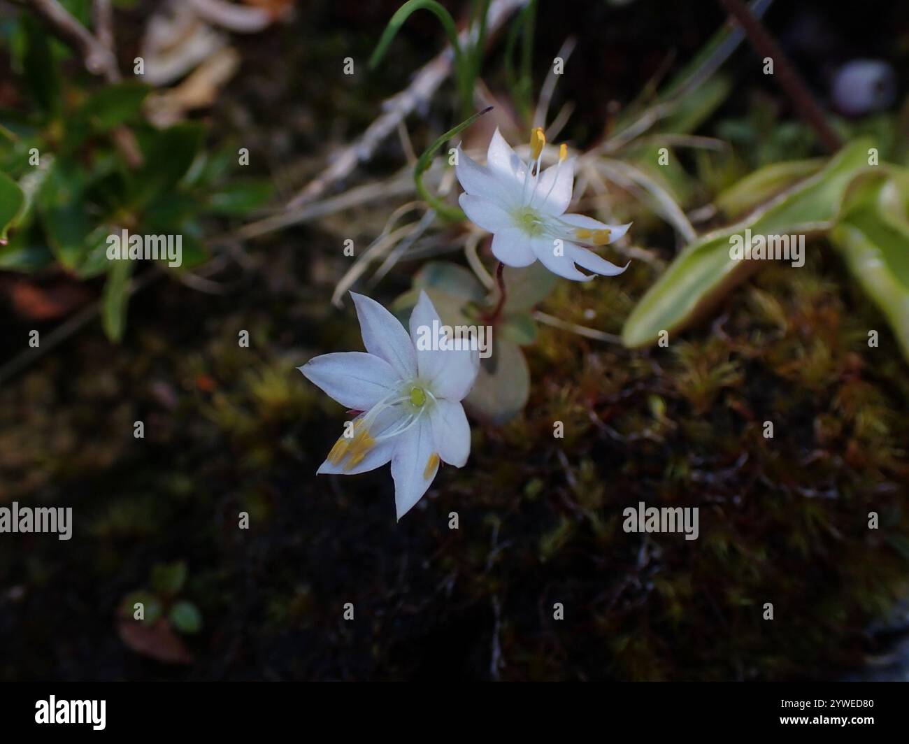 Arctic Starflower (Lysimachia europaea Stock Photo - Alamy