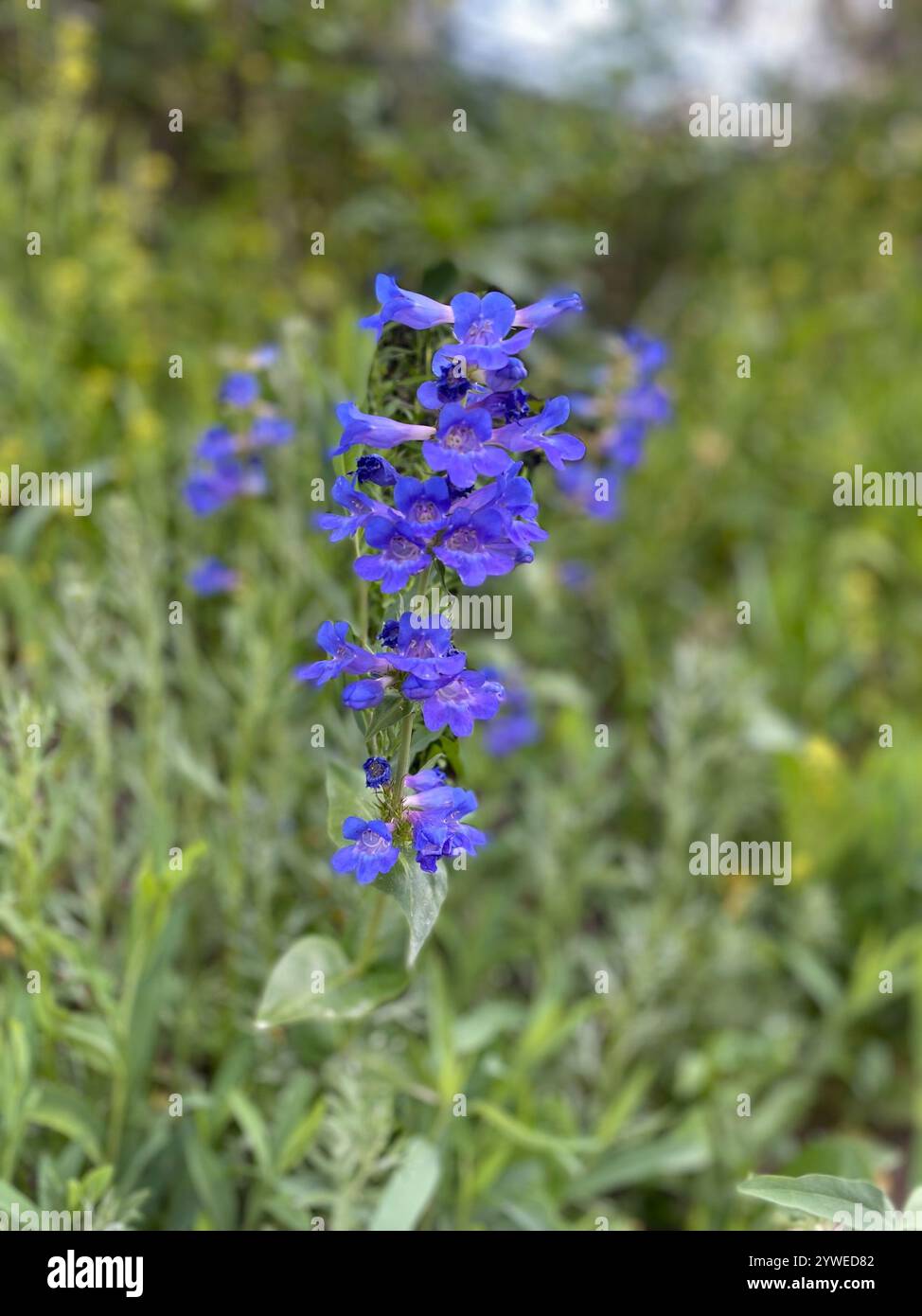 (Penstemon cyananthus cyananthus Stock Photo - Alamy