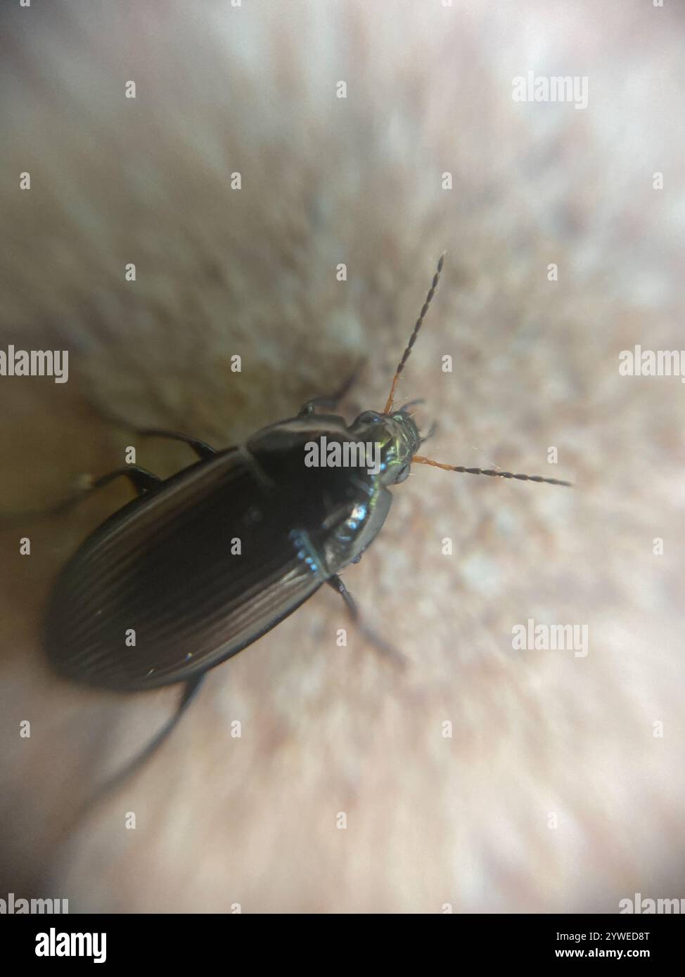 Common Sun Beetle (Amara aenea Stock Photo - Alamy