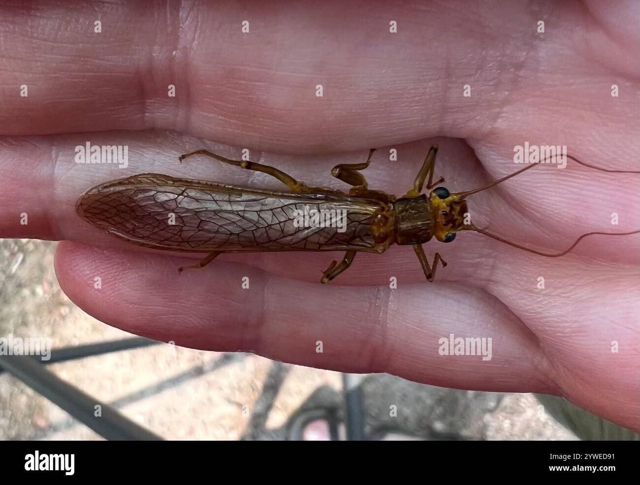 Common Stoneflies (Perlidae Stock Photo - Alamy