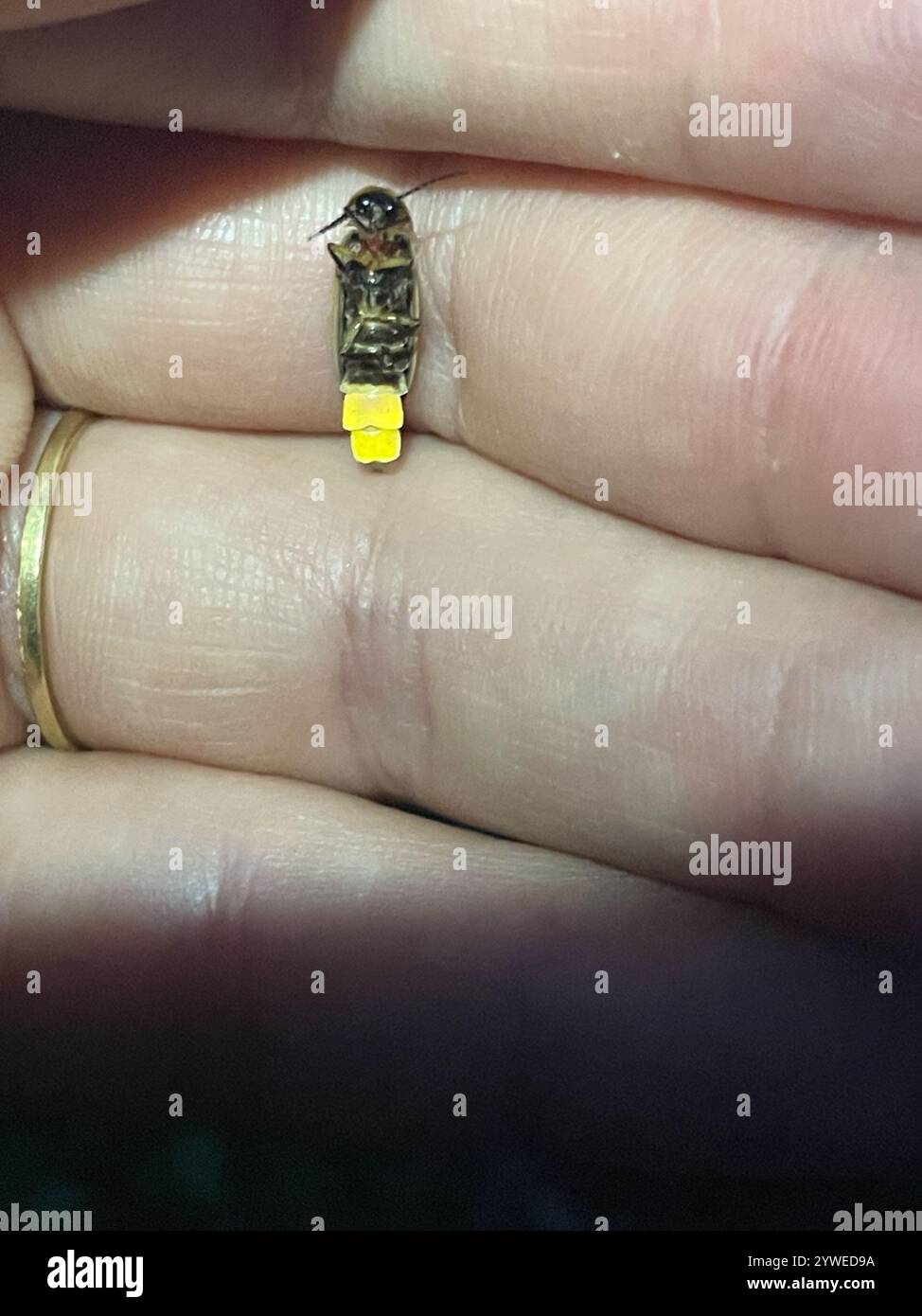 Common Eastern Firefly (Photinus pyralis Stock Photo - Alamy