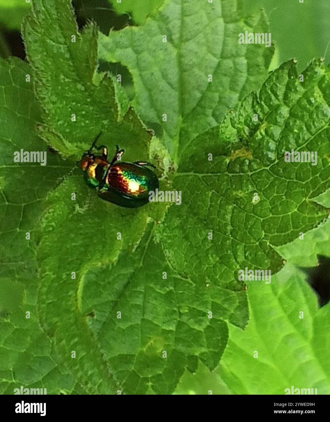 Dead-nettle Leaf Beetle (Fasta fastuosa Stock Photo - Alamy