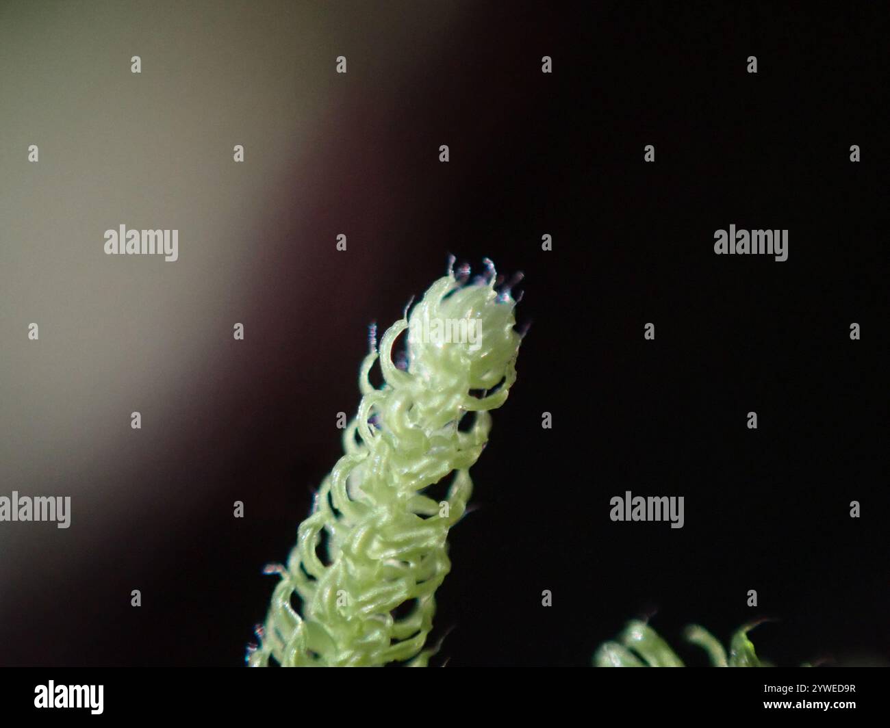 Bolander's claopodium moss (Claopodium bolanderi Stock Photo - Alamy