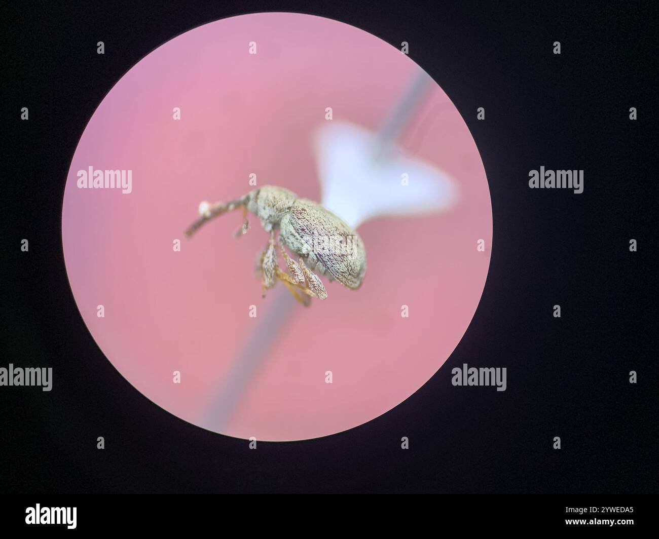 True Weevils (Curculionidae Stock Photo - Alamy