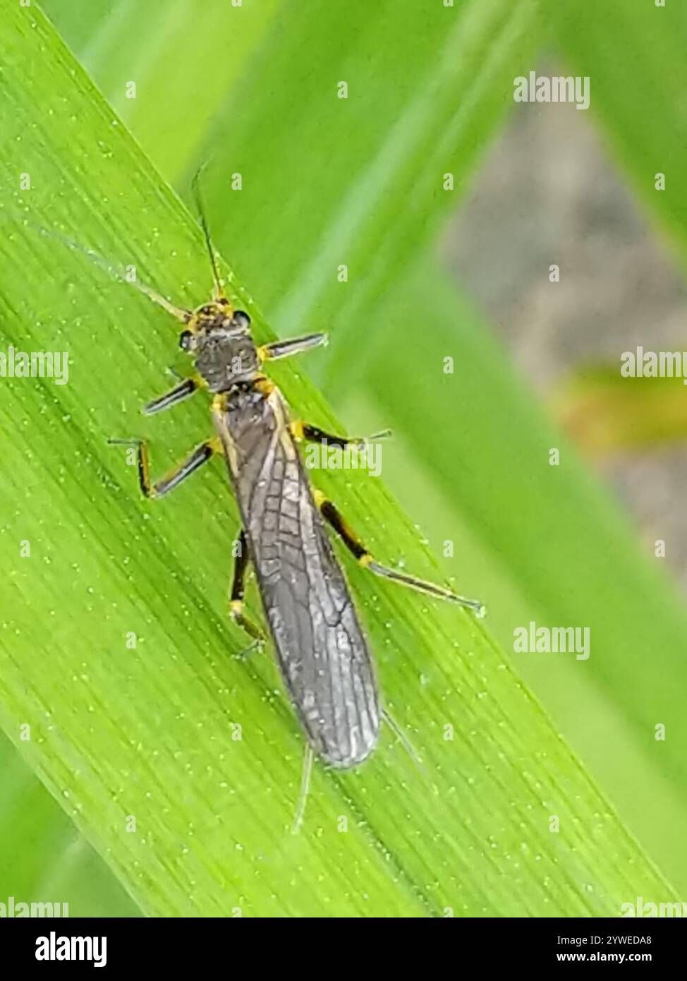 Common Stoneflies (Perlidae Stock Photo - Alamy