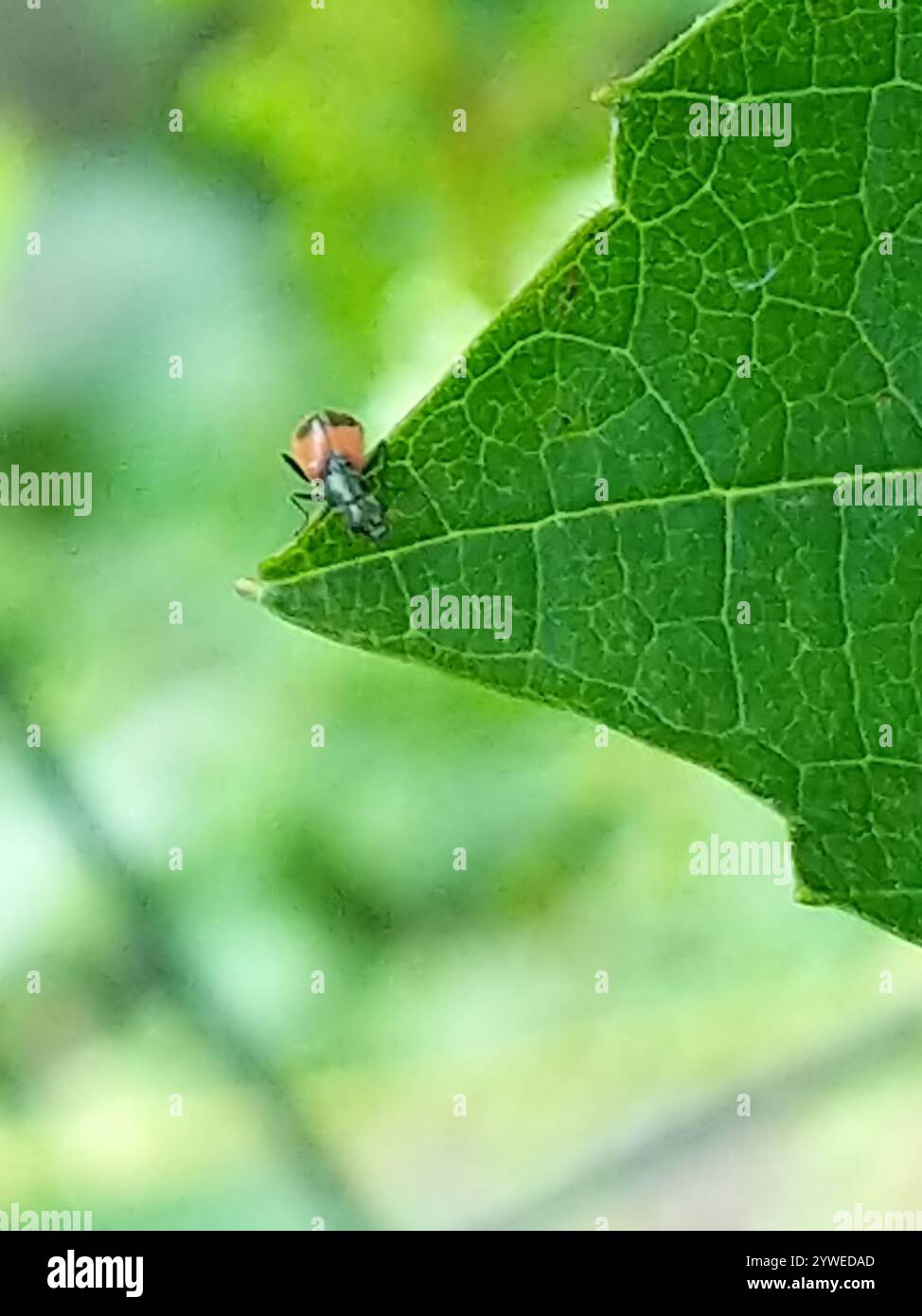 Eurasian Red-and-black Melyrid (Anthocomus equestris Stock Photo - Alamy
