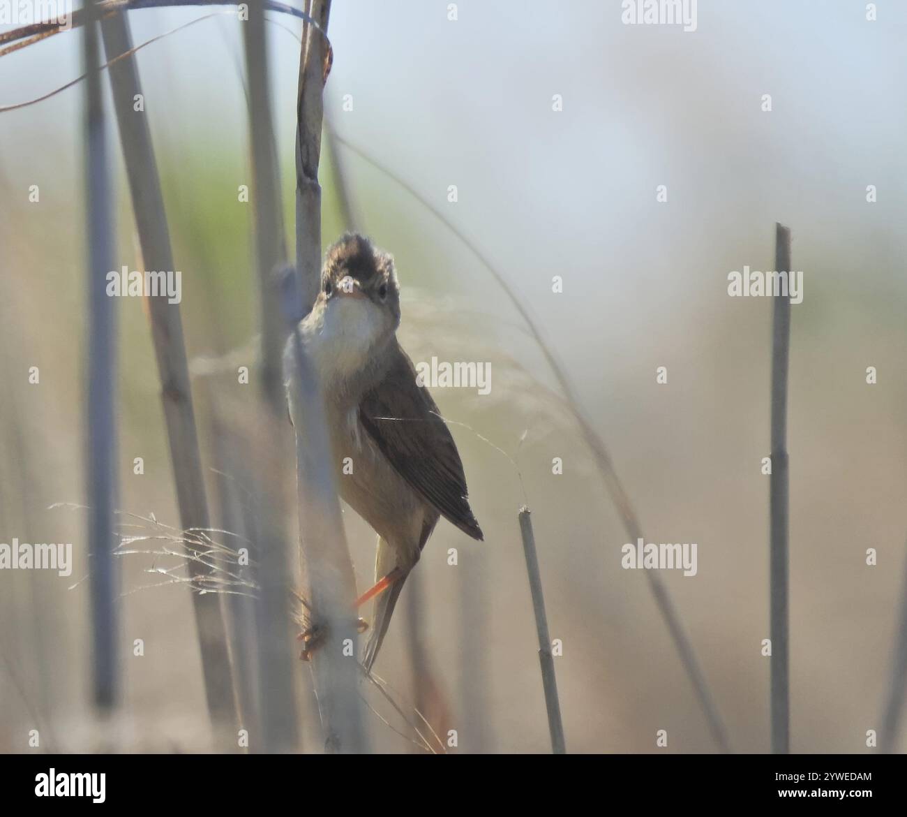 Common Reed Warbler (Acrocephalus scirpaceus Stock Photo - Alamy