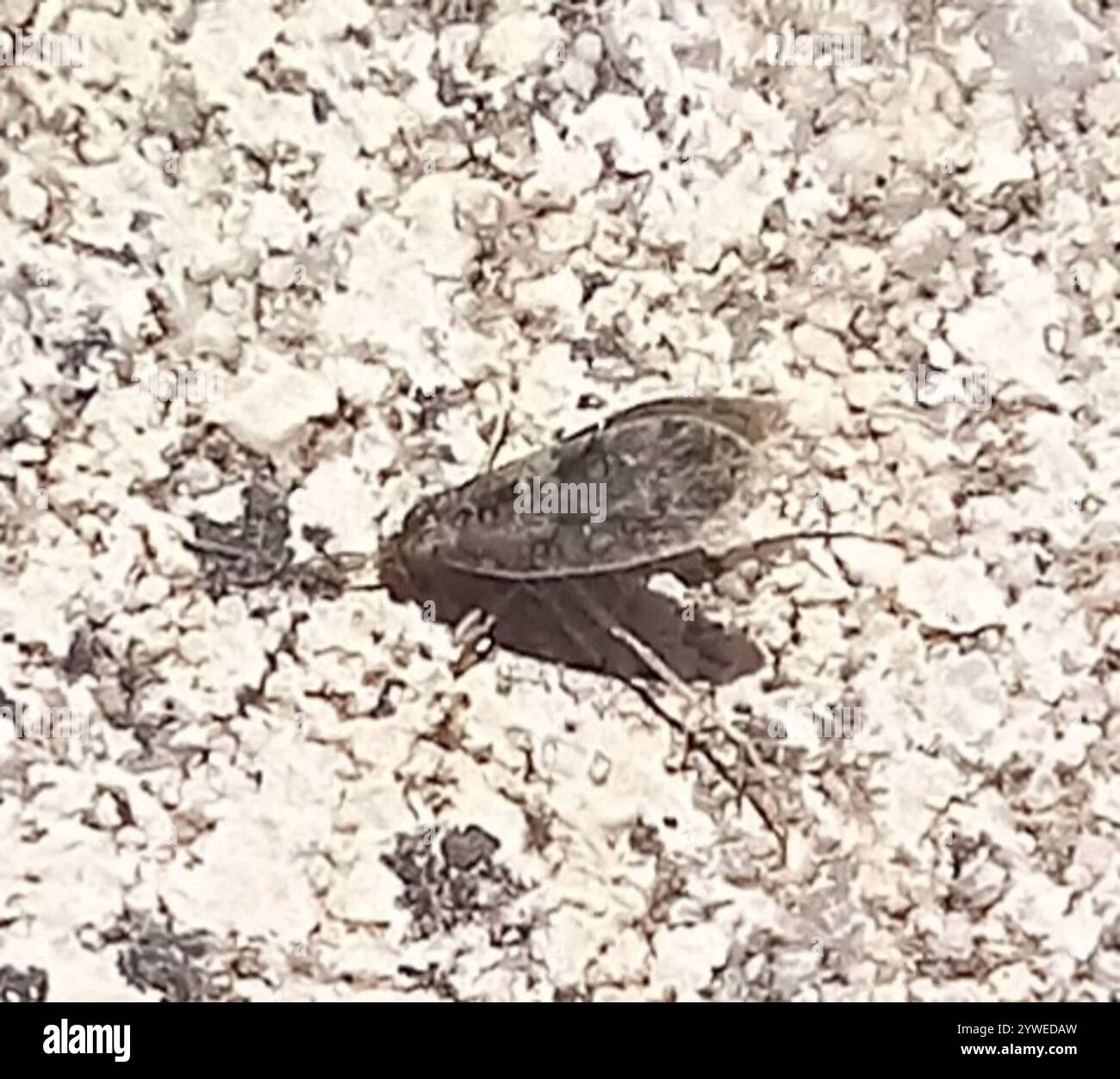 Winged and Once-winged Insects (Pterygota Stock Photo - Alamy