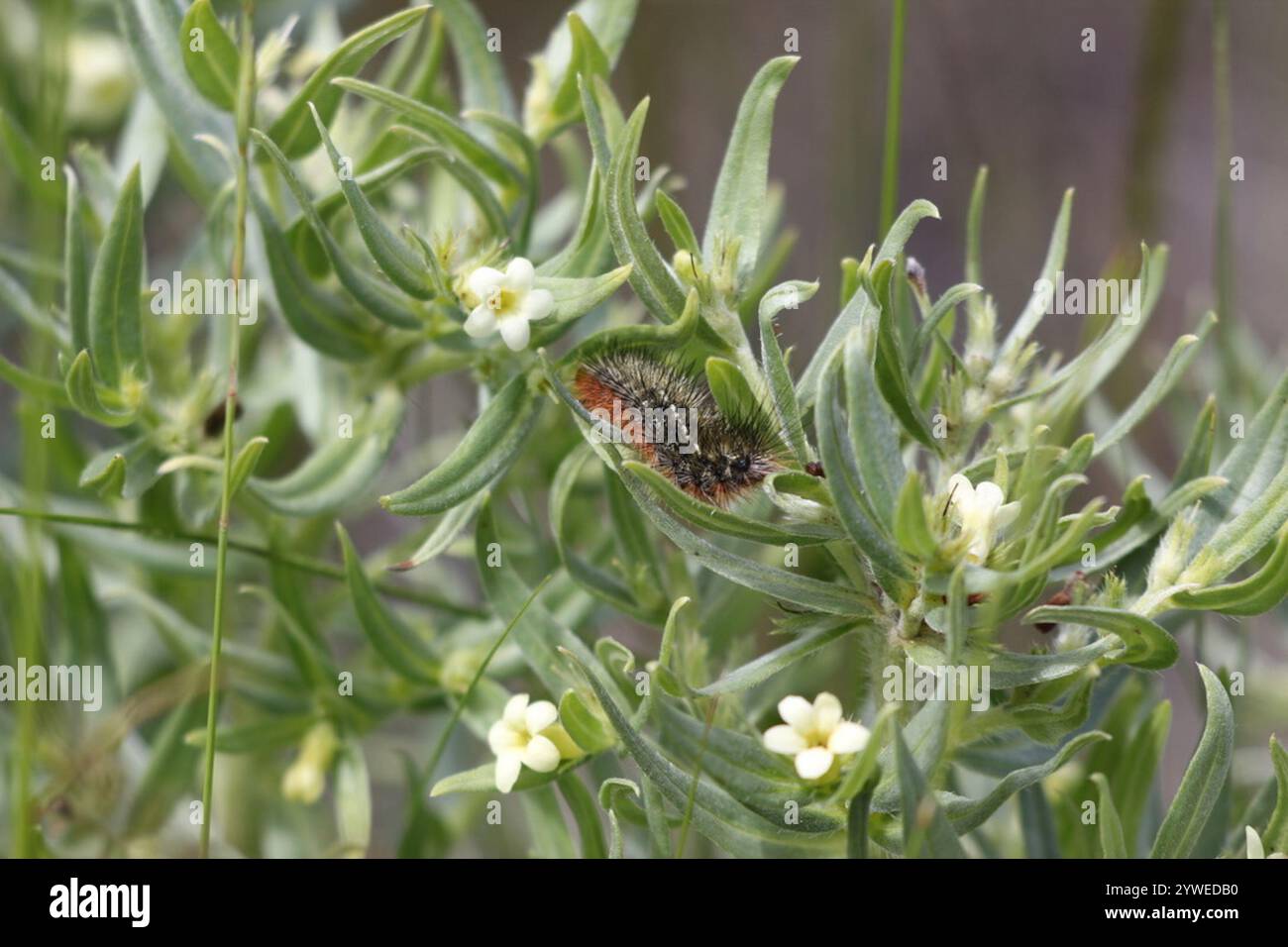 Nevada Tiger Moth (Apantesis nevadensis Stock Photo - Alamy