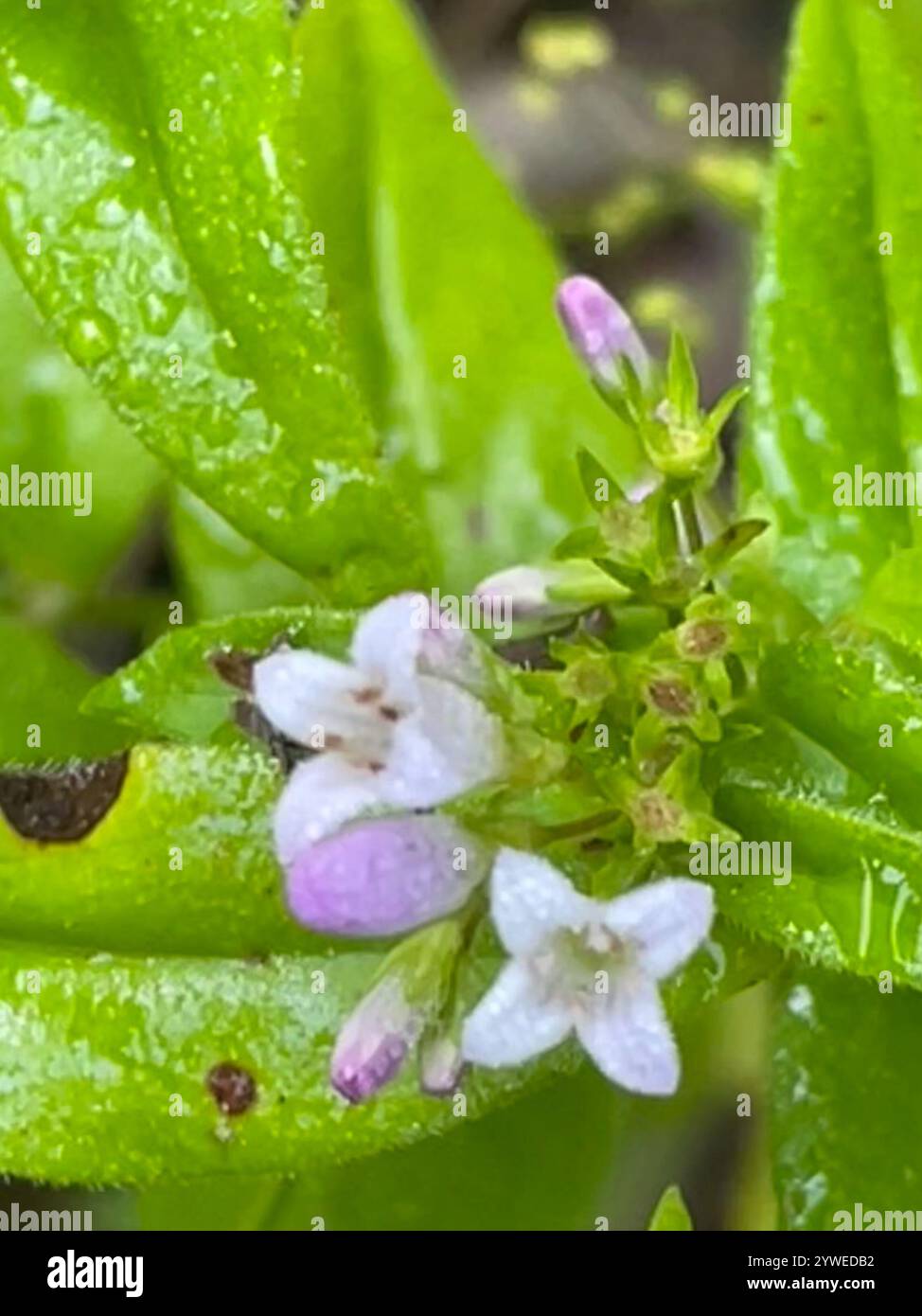 summer bluet (Houstonia purpurea Stock Photo - Alamy