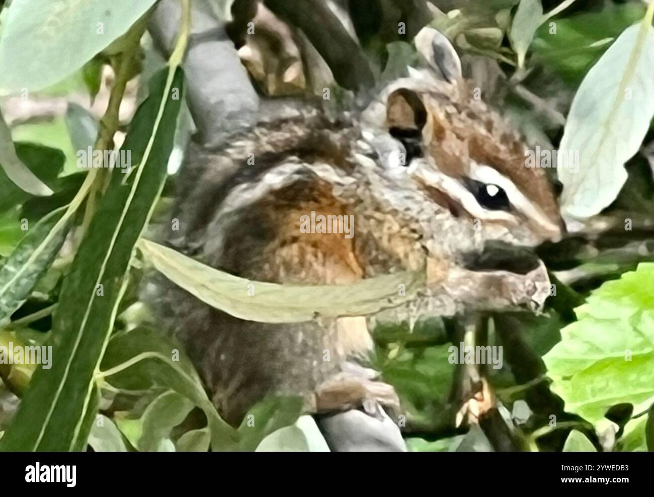 Merriam's chipmunk hi-res stock photography and images - Alamy