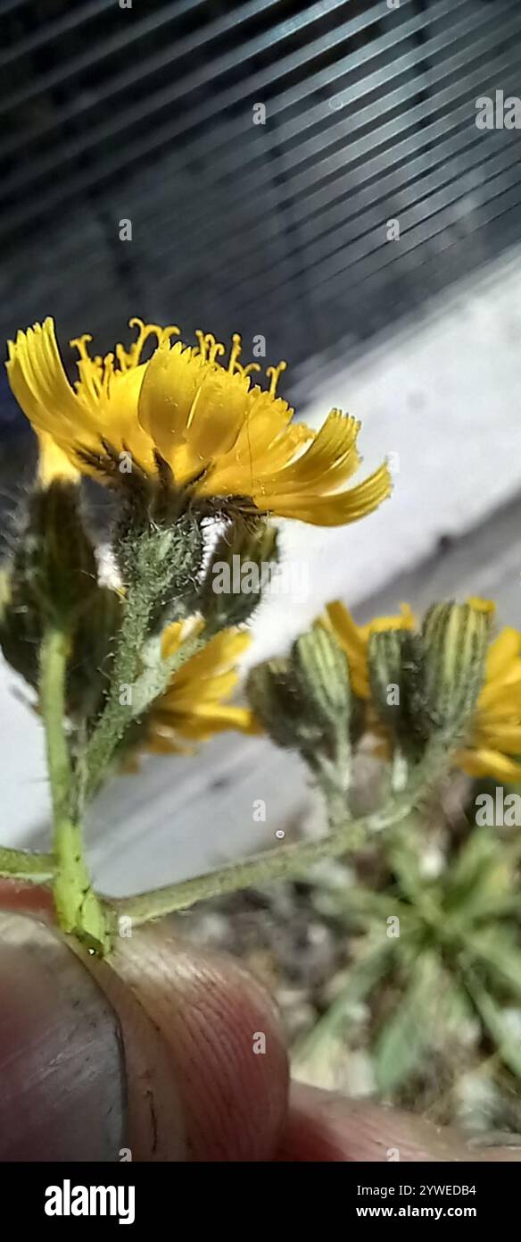 Tall Mouse-ear-hawkweed (Pilosella piloselloides praealta Stock Photo ...