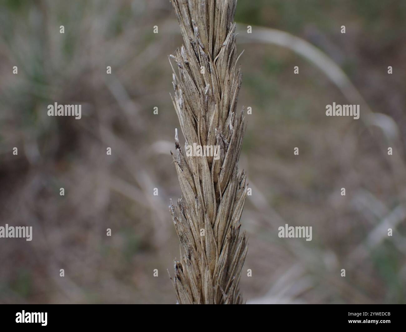 Great Basin Wildrye (Leymus cinereus Stock Photo - Alamy