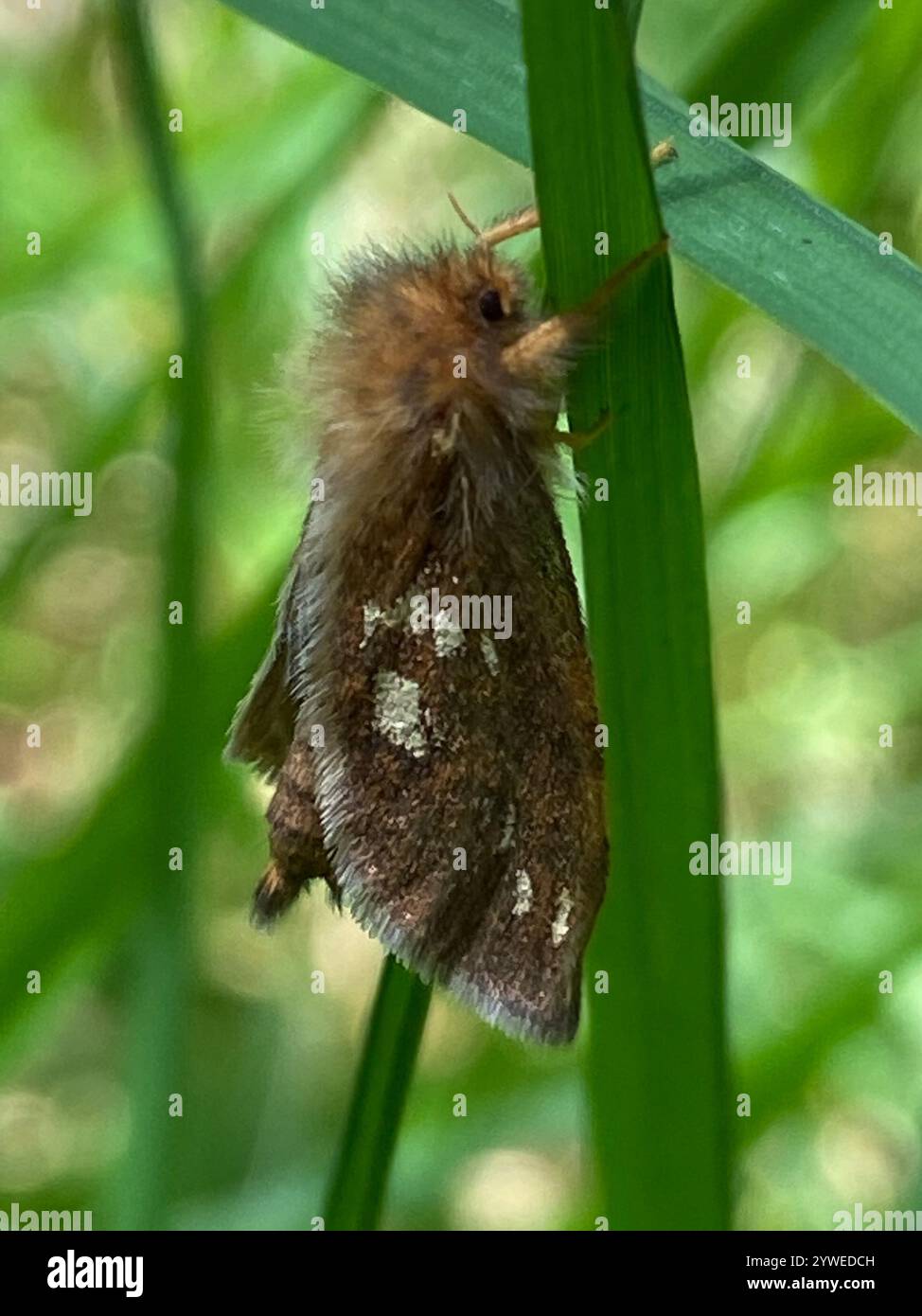 Gold Swift (Phymatopus hecta Stock Photo - Alamy