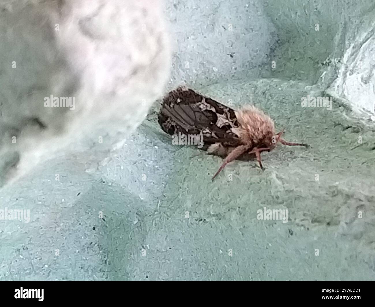 Map-winged Swift (Korscheltellus fusconebulosa Stock Photo - Alamy