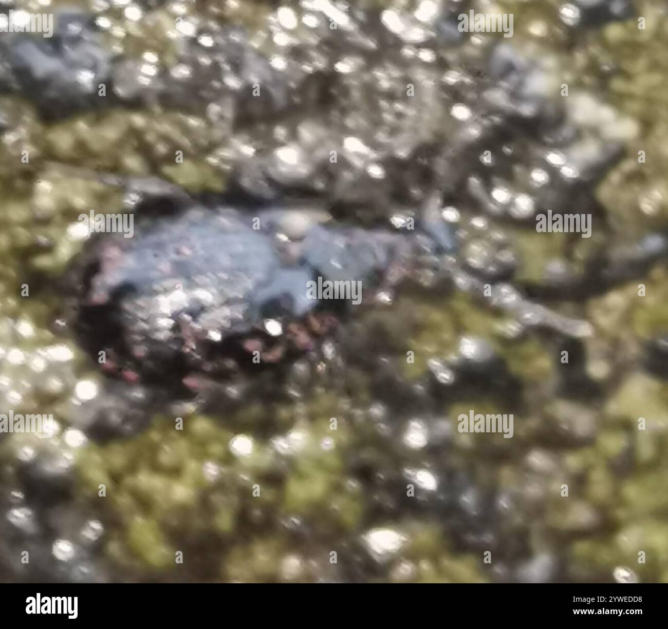 Broad-nosed Weevils (Entiminae Stock Photo - Alamy