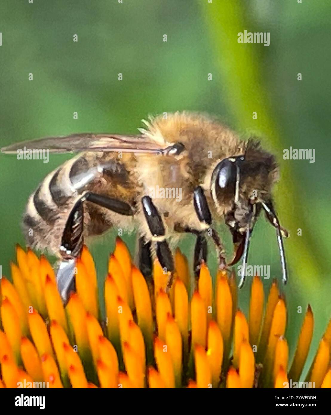 Western Honey Bee (Apis mellifera Stock Photo - Alamy