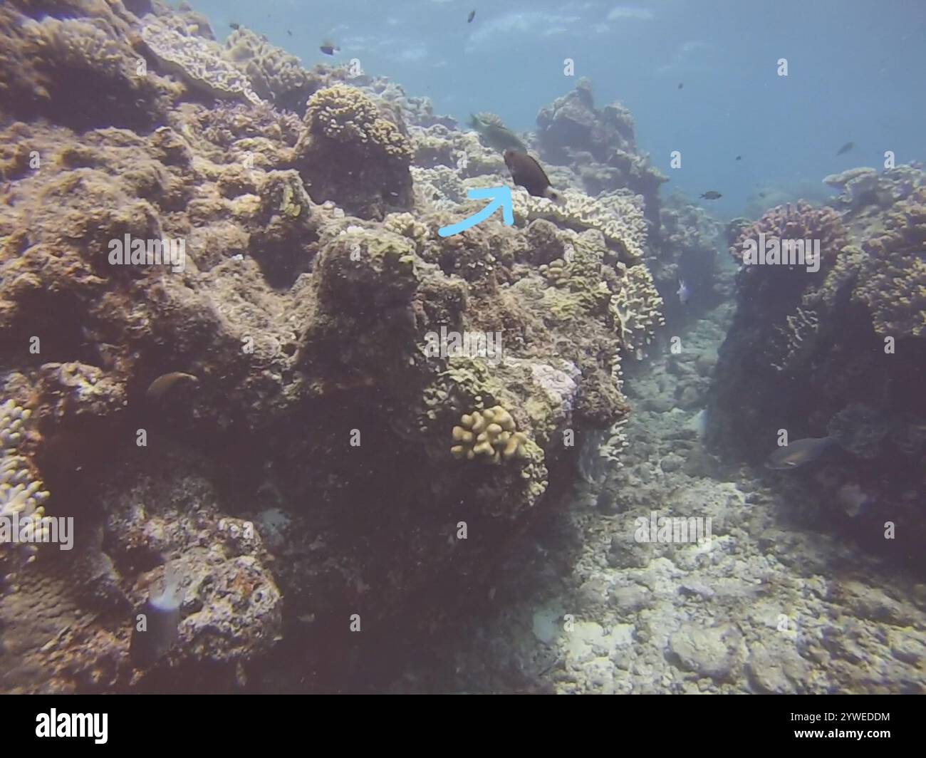 Pacific bullethead parrotfish hi-res stock photography and images - Alamy