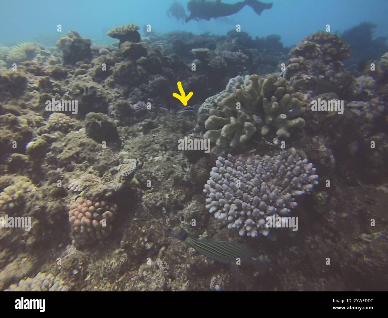 Ray-finned Fishes (Actinopterygii Stock Photo - Alamy