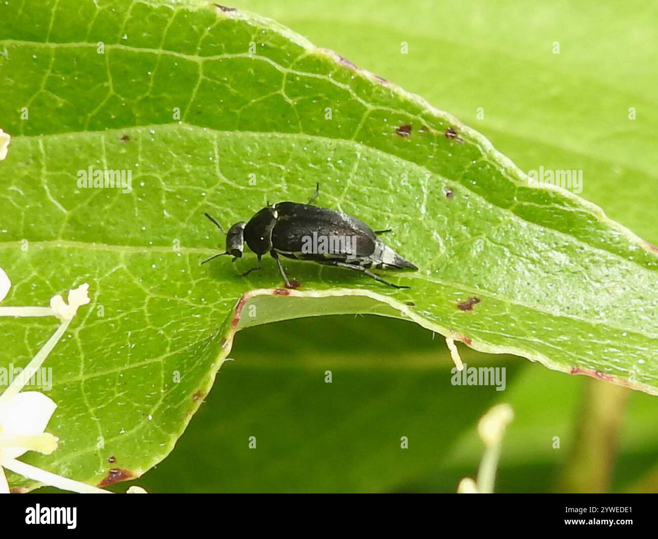 Tumbling Ragdoll (Mordella marginata Stock Photo - Alamy