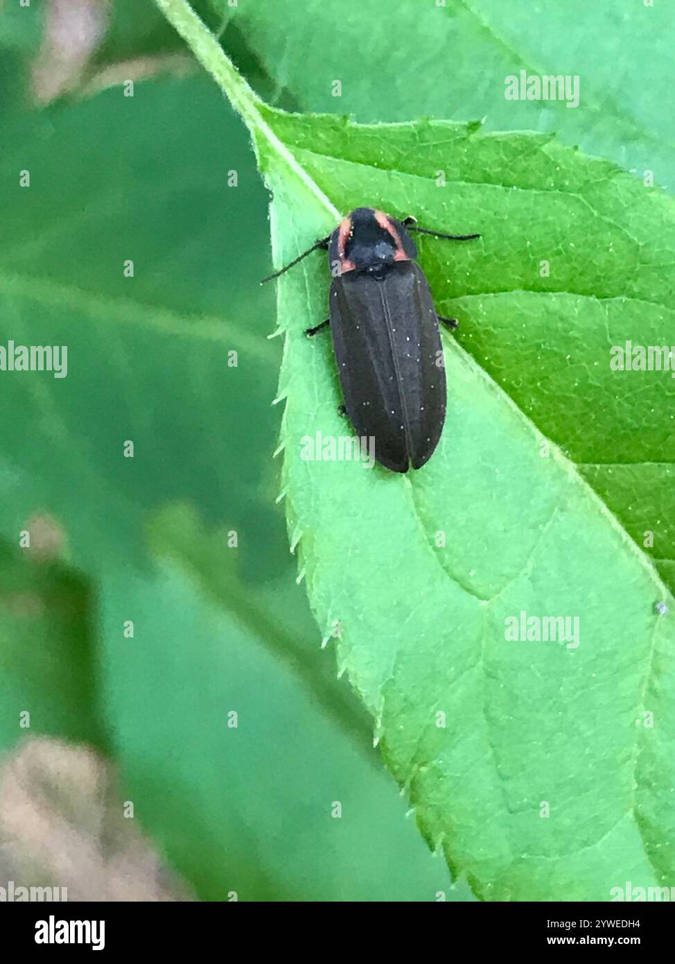 Winter Firefly (Ellychnia corrusca Stock Photo - Alamy