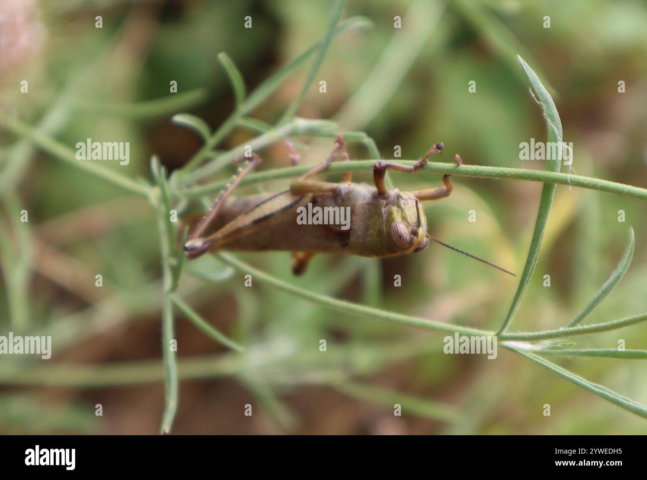 Egyptian Bird Grasshopper (Anacridium aegyptium Stock Photo - Alamy