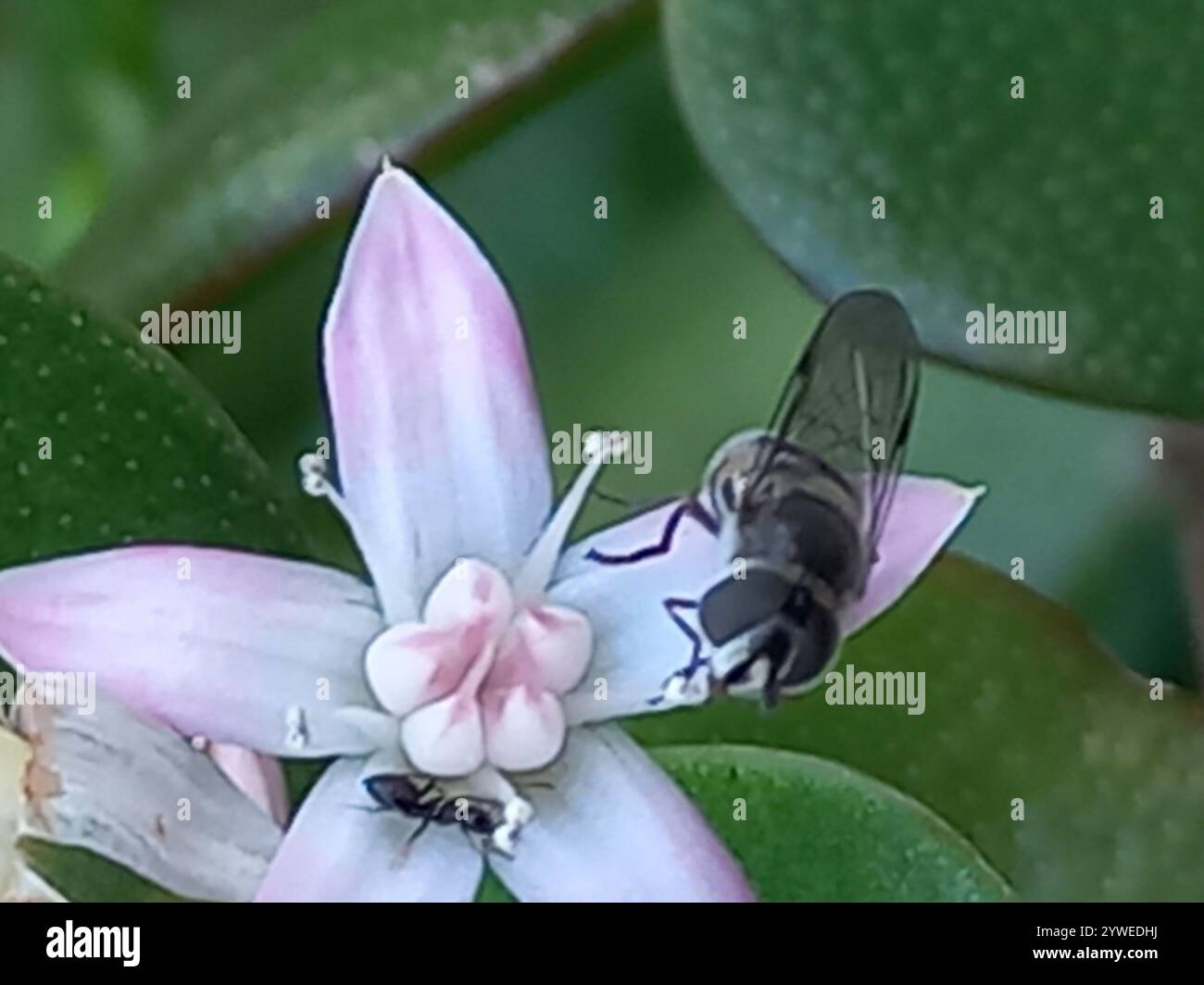 Typical Hover Flies (Syrphinae Stock Photo - Alamy