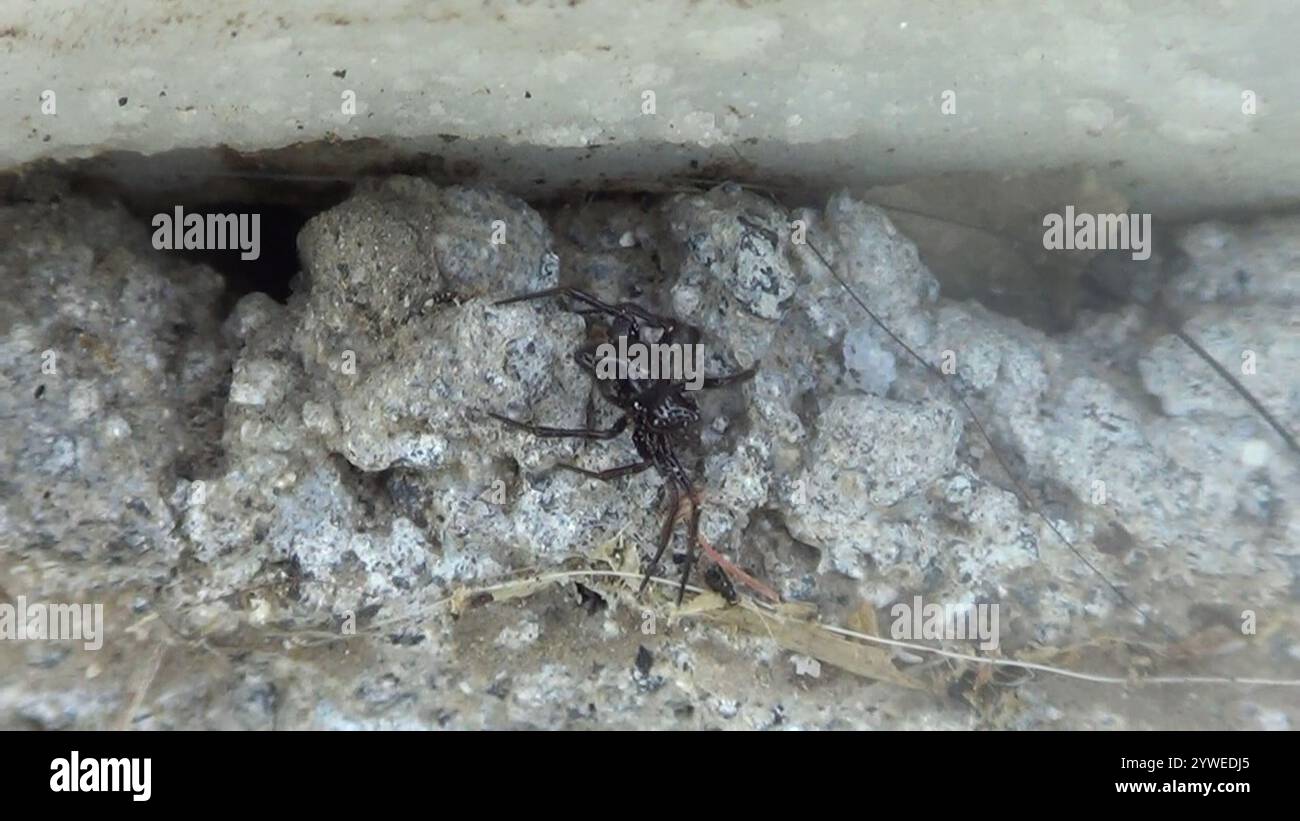 Ant-eating Spiders (Euryopis Stock Photo - Alamy