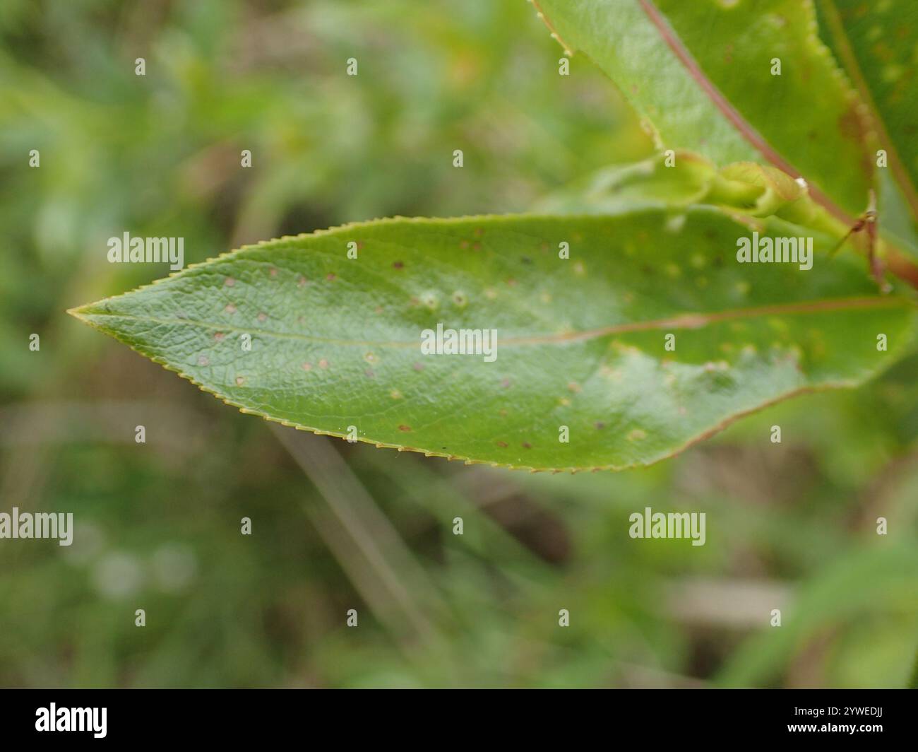 Autumn Willow (Salix serissima Stock Photo - Alamy