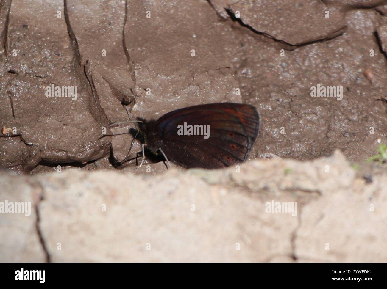 Common Alpine (Erebia epipsodea Stock Photo - Alamy