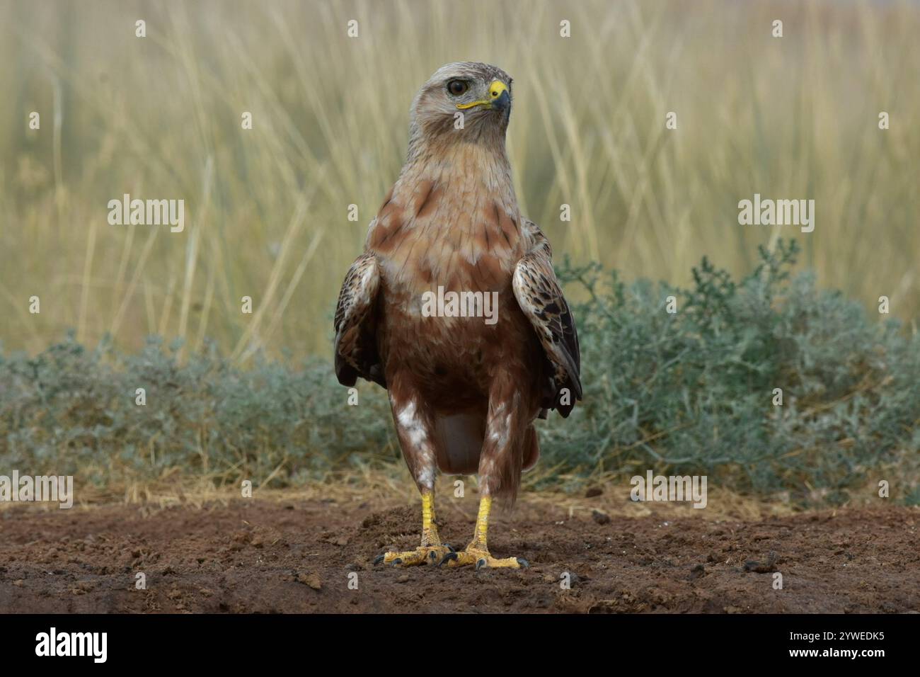 Long-legged Buzzard (Buteo rufinus Stock Photo - Alamy