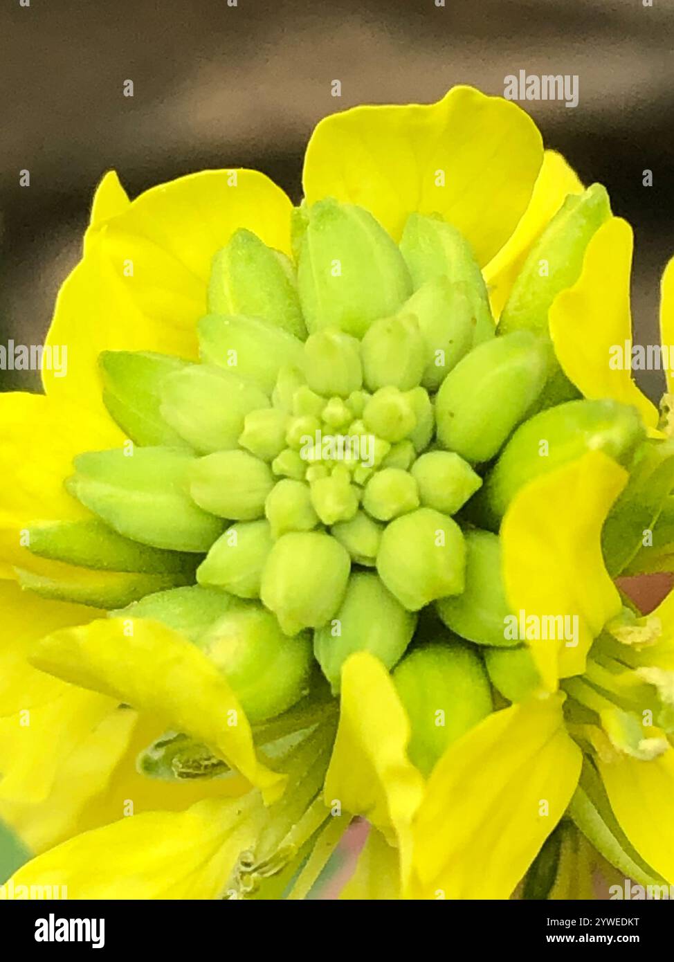 charlock (Mutarda arvensis Stock Photo - Alamy