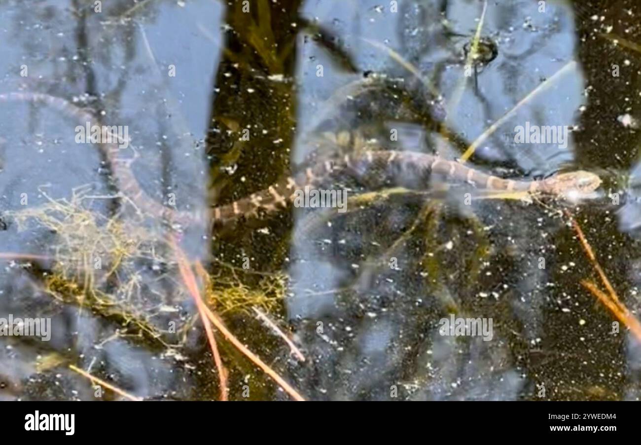 Northern Watersnake (Nerodia sipedon sipedon Stock Photo - Alamy