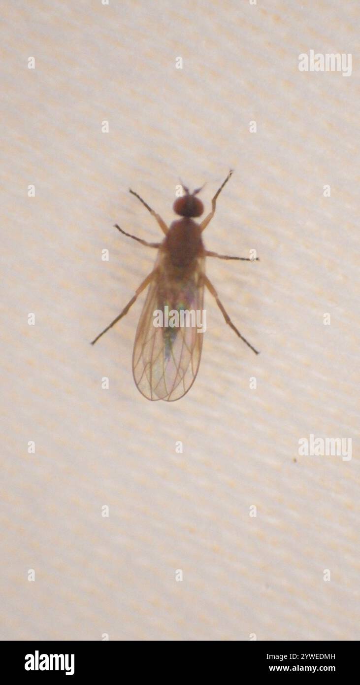 Balloon Flies (Hilara Stock Photo - Alamy