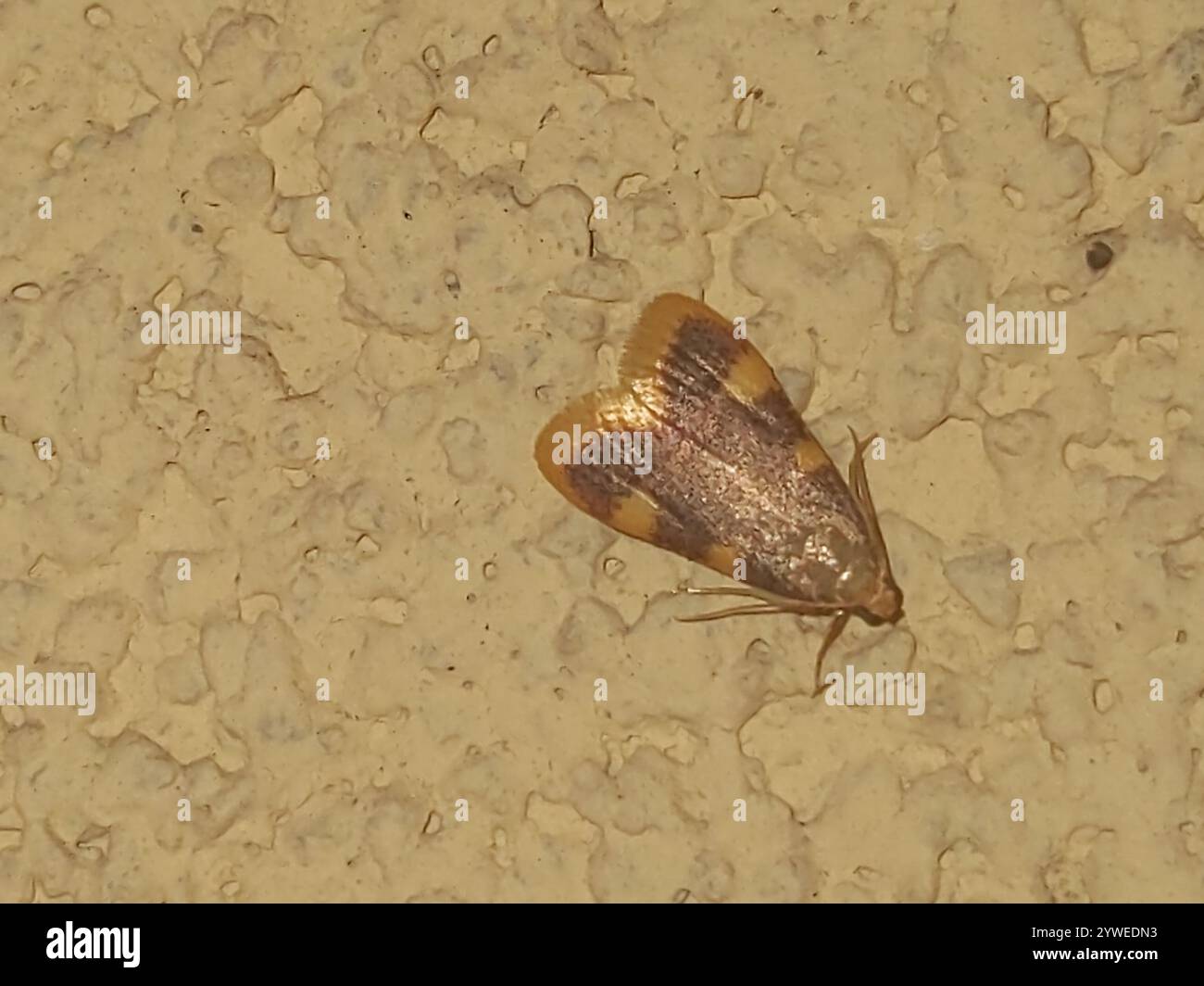 Clover Hayworm Moth (Hypsopygia costalis Stock Photo - Alamy