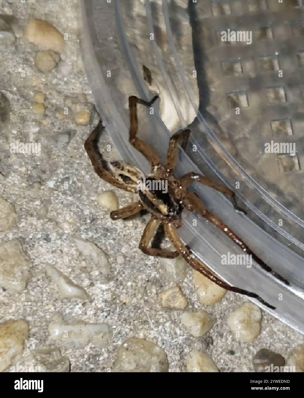 Schizocosa avida hi-res stock photography and images - Alamy