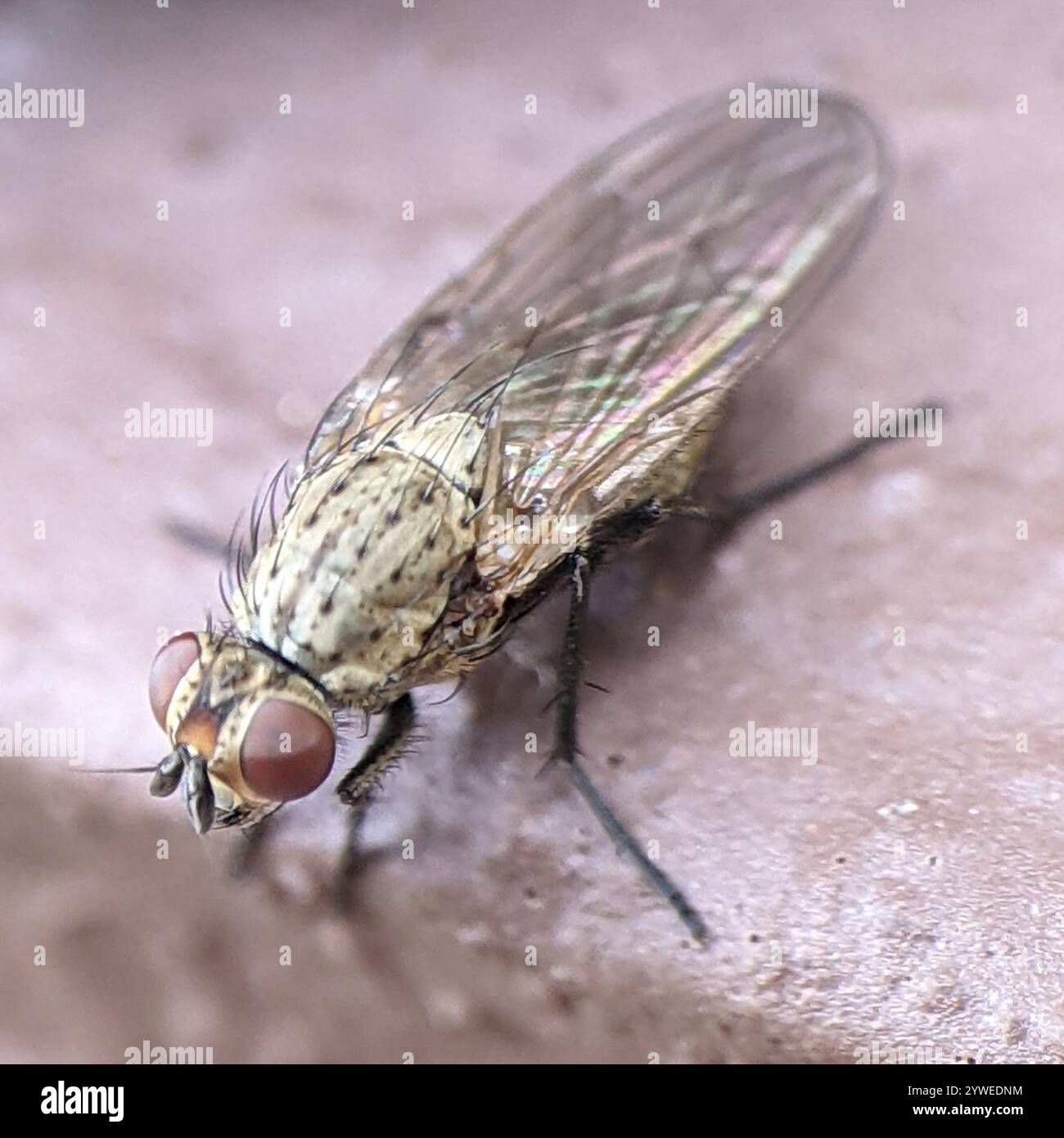 Root-maggot Flies (Anthomyiidae Stock Photo - Alamy