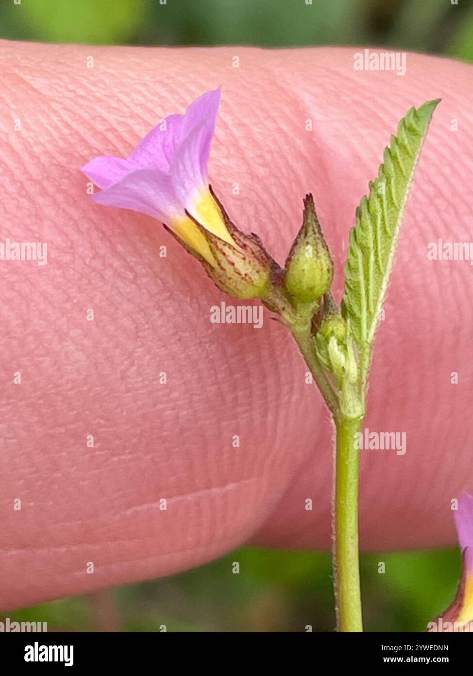 Pyramid Flower (Melochia pyramidata Stock Photo - Alamy